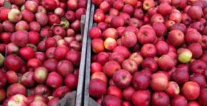 Apple Ridge Farms - Visit El Dorado