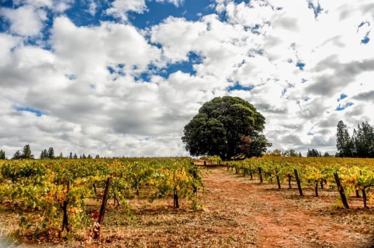 Interesting Insiders: A look inside Madroña Vineyards - Visit El Dorado